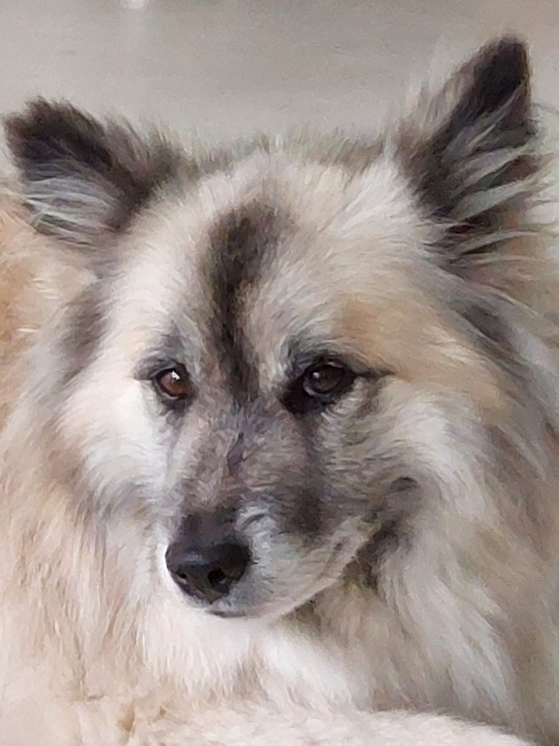 Ingeborg van 't Hoff - IJslandse Honden - IJslandse Hond - Icelandic ...