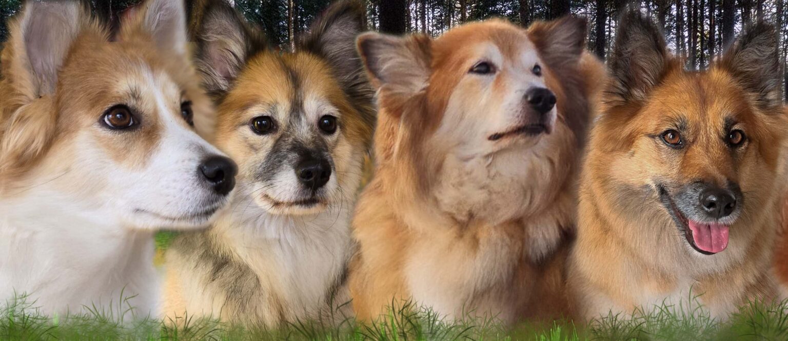 Alles over het ras / All about the breed - IJslandse Hond - Icelandic ...